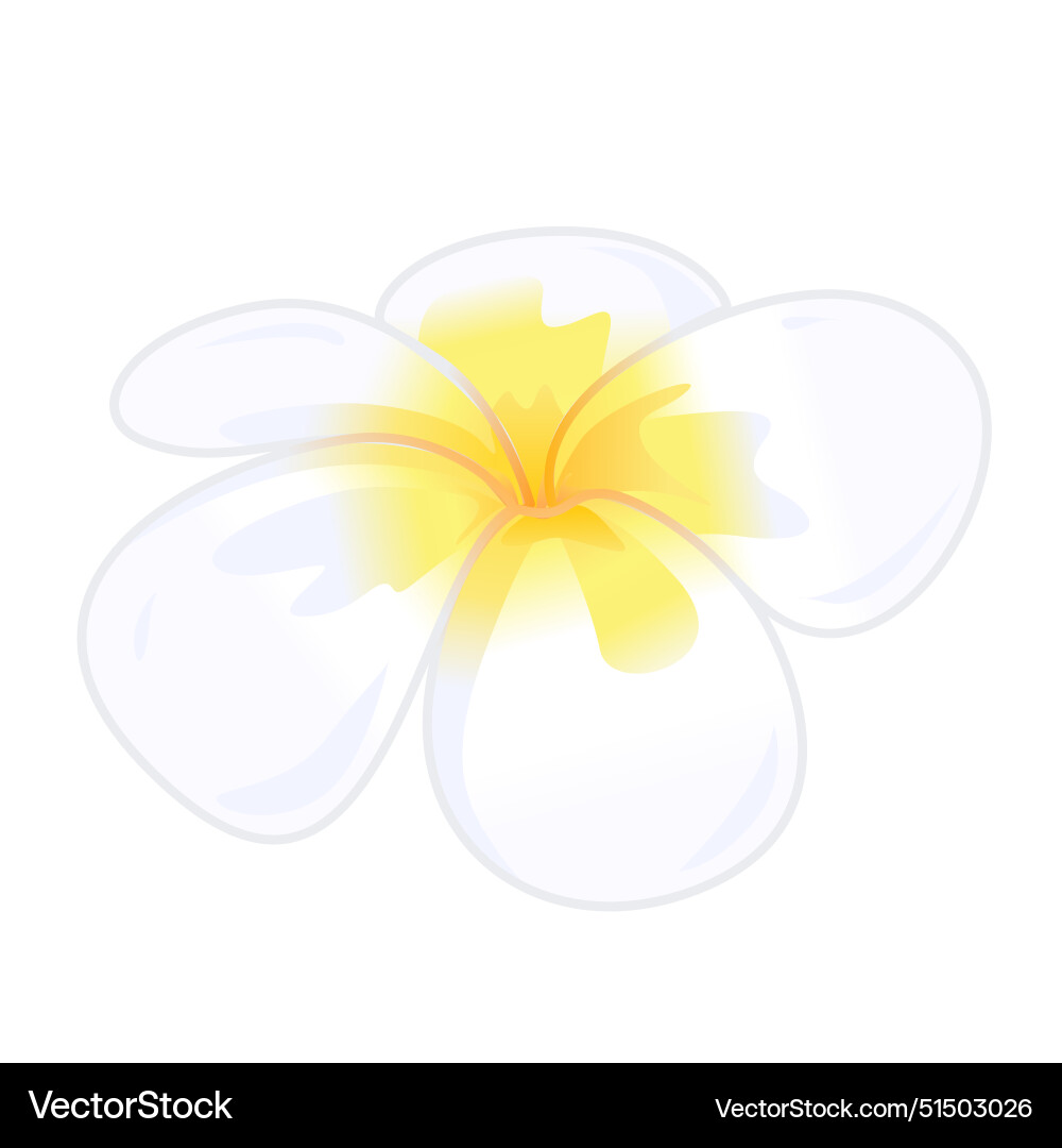 White frangipani flower isolated Royalty Free Vector Image