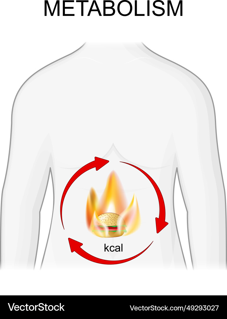 Metabolism burn calories Royalty Free Vector Image