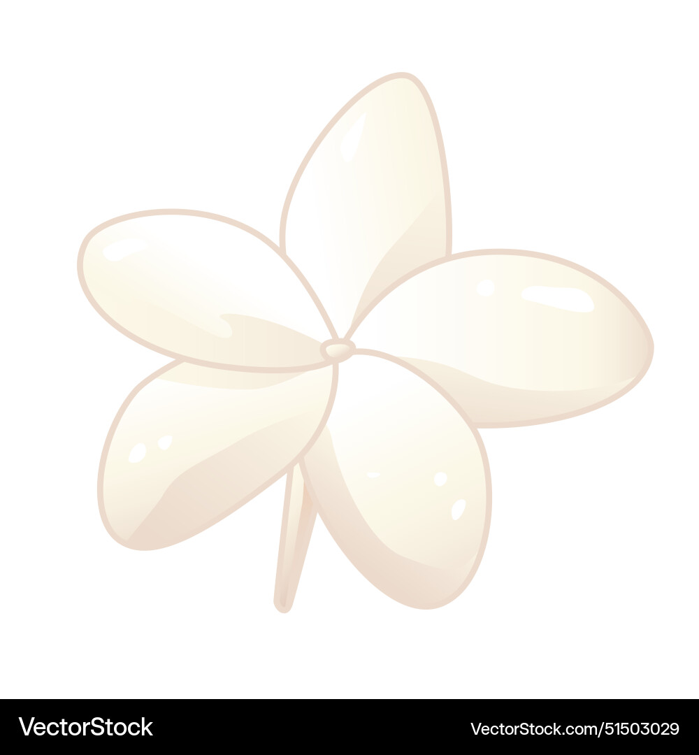 Jasmine flower isolated on white background Vector Image