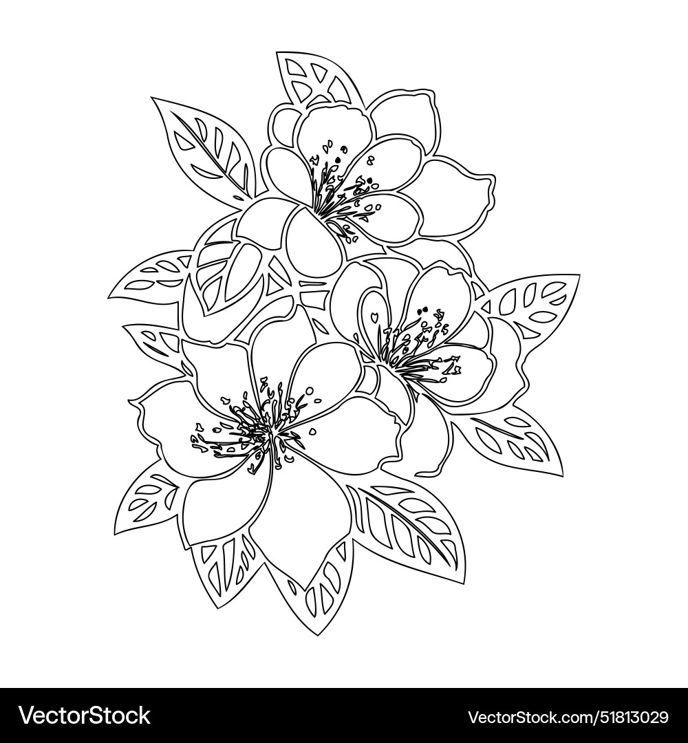 Sakura flower outline sketch Royalty Free Vector Image