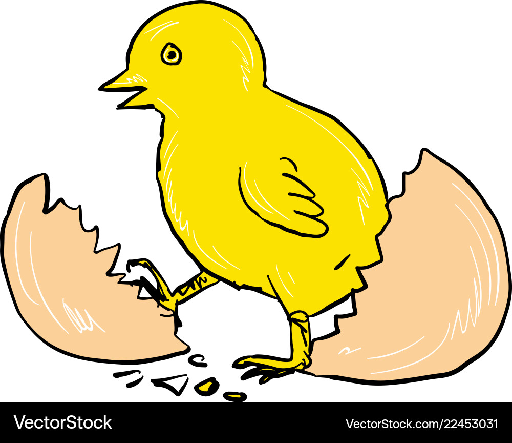 Chick hatching inside egg drawing Royalty Free Vector Image