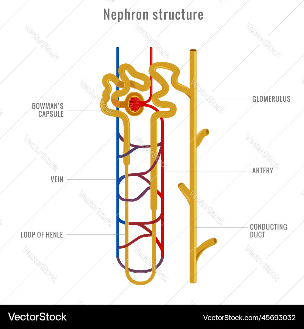 Simple Nephron Diagram