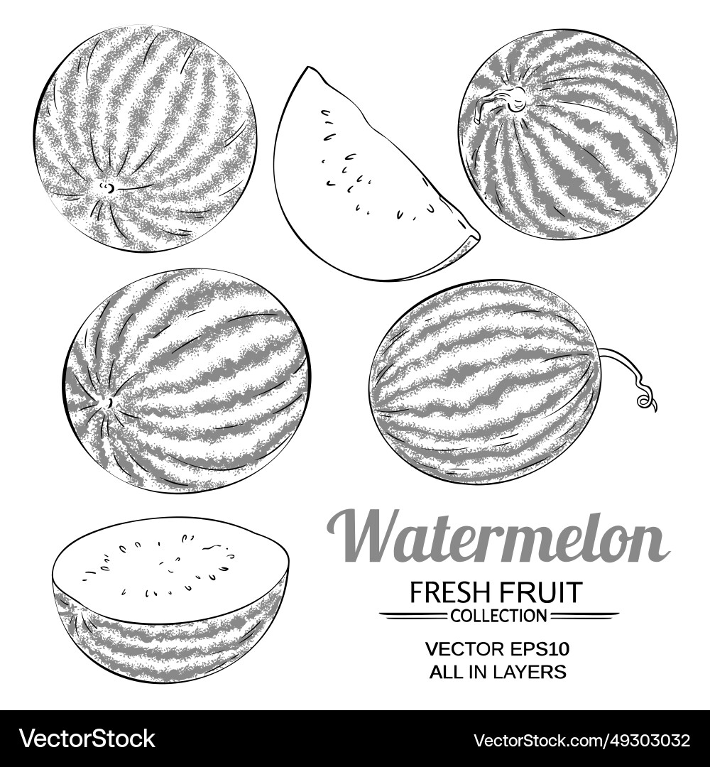Watermelon set Royalty Free Vector Image - VectorStock