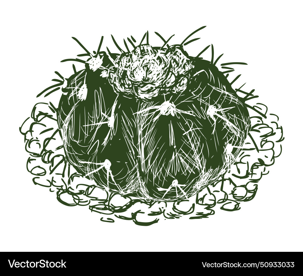 Cactus prickly round blooming single sketch Vector Image