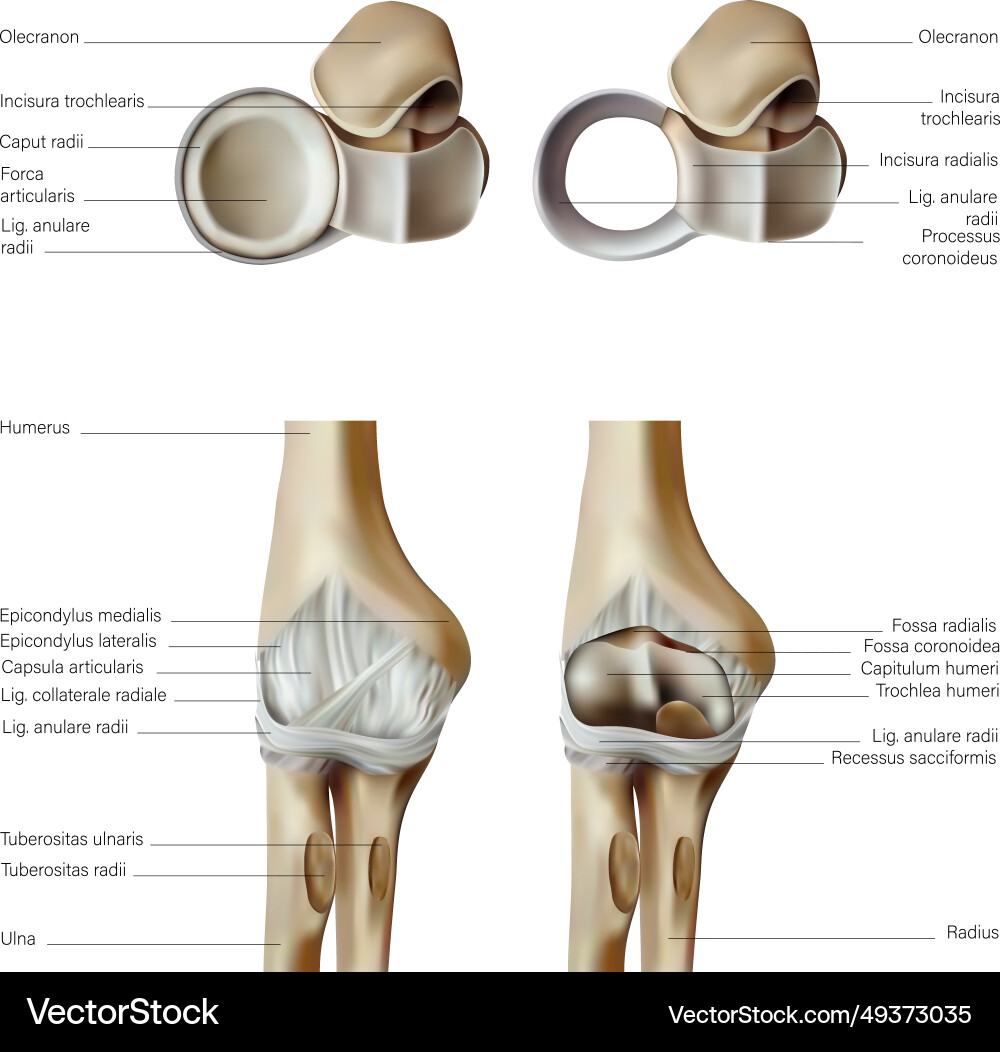 Anatomy Elbow Joint