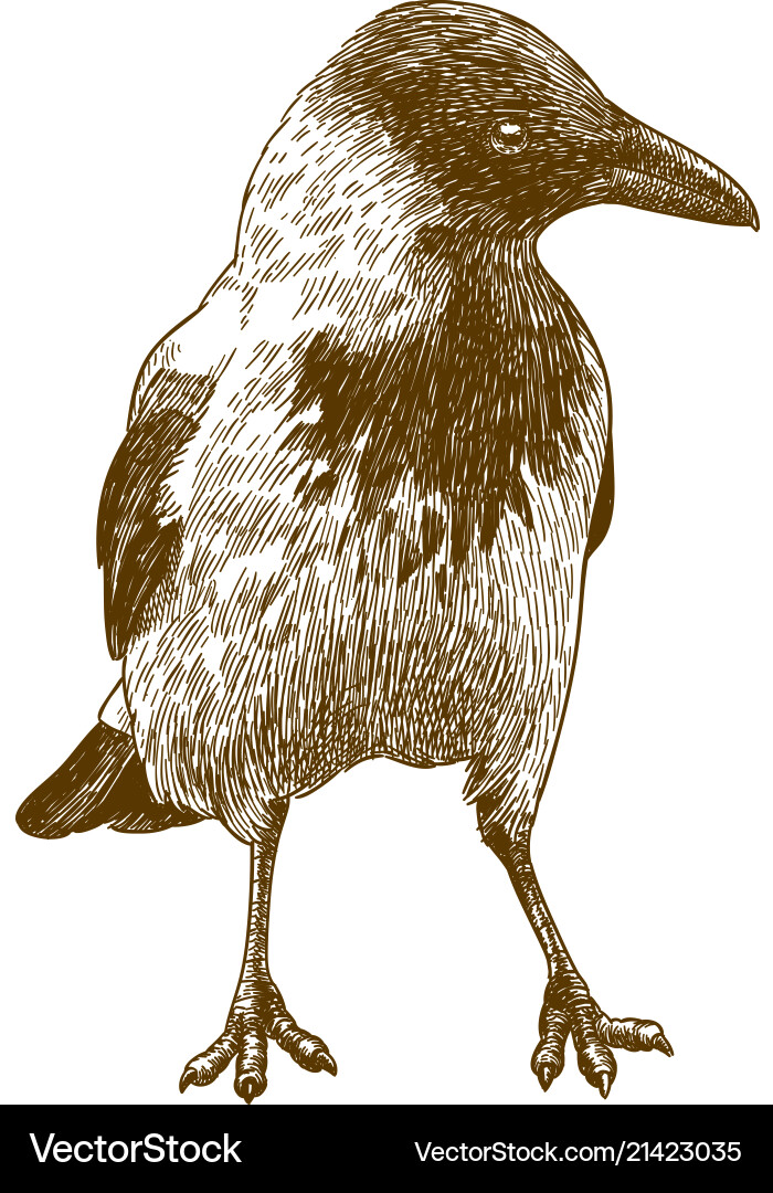 Engraving drawing of big crow Royalty Free Vector Image
