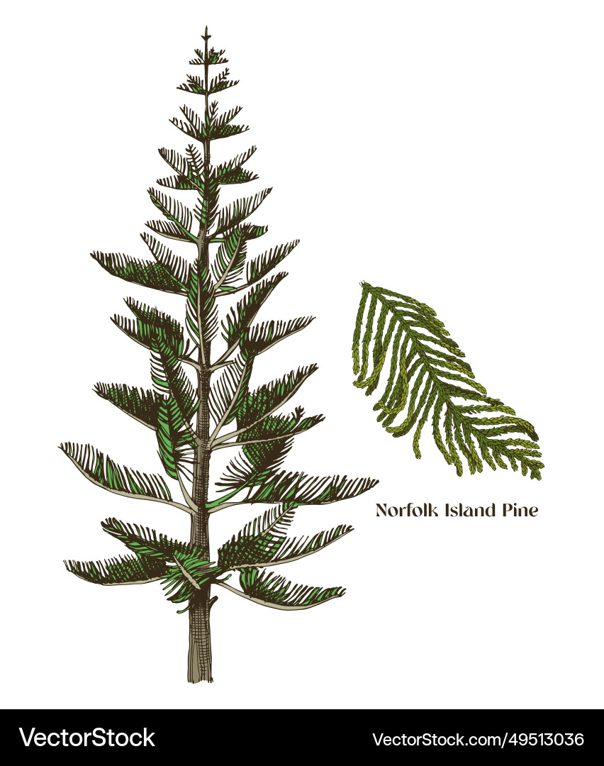 Norfolk island pine tree with branch Royalty Free Vector