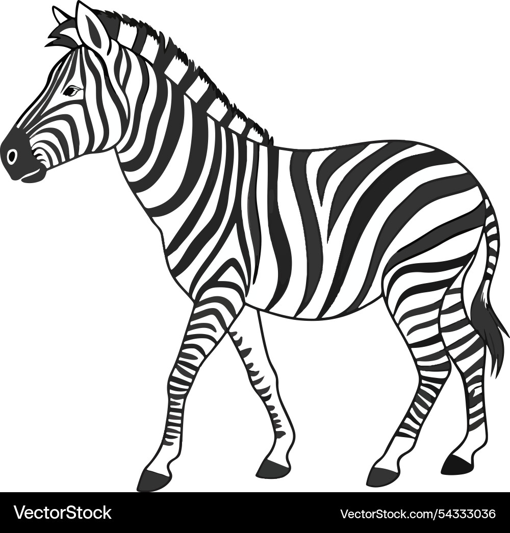 Zebra Royalty Free Vector Image - VectorStock