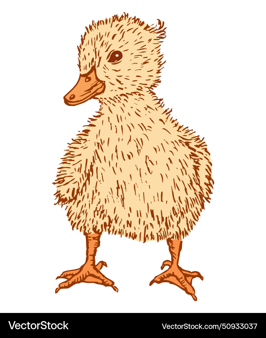 Duckling chick newborn water bird Royalty Free Vector Image