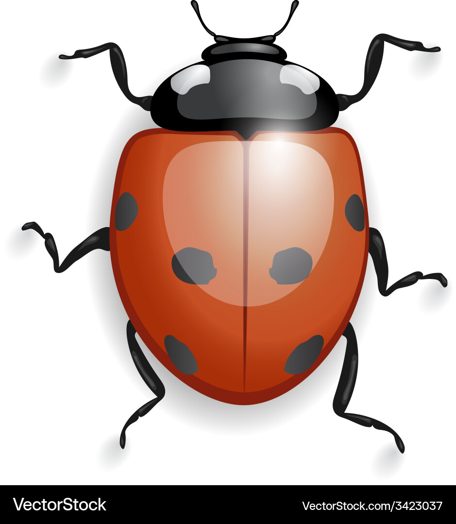 Ladybug isolated with shadows Royalty Free Vector Image
