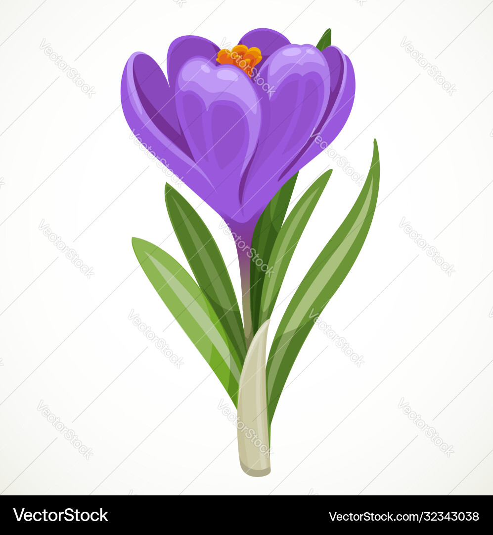 Beautiful purple crocus flower isolated Royalty Free Vector