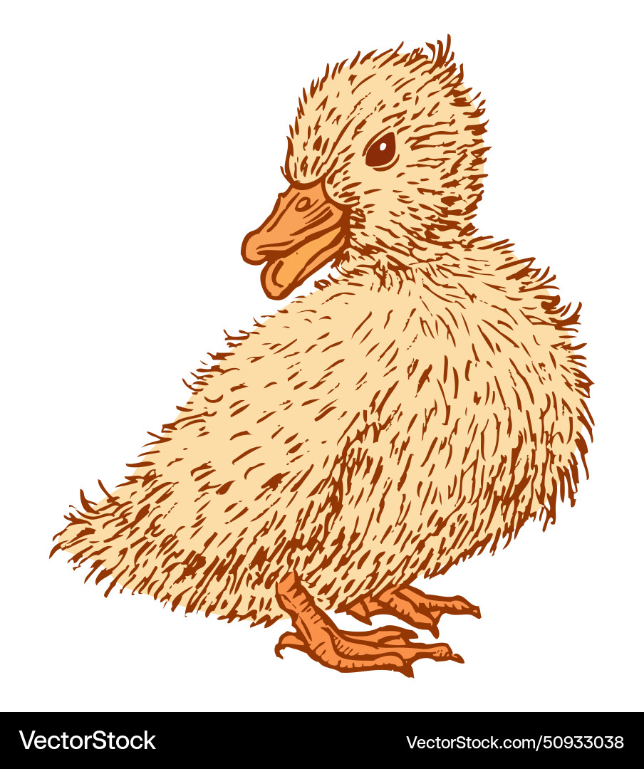 Duckling newborn chick water bird Royalty Free Vector Image