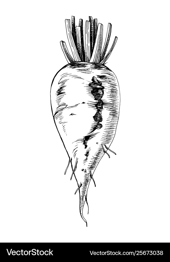 Hand drawn sugar beet Royalty Free Vector Image