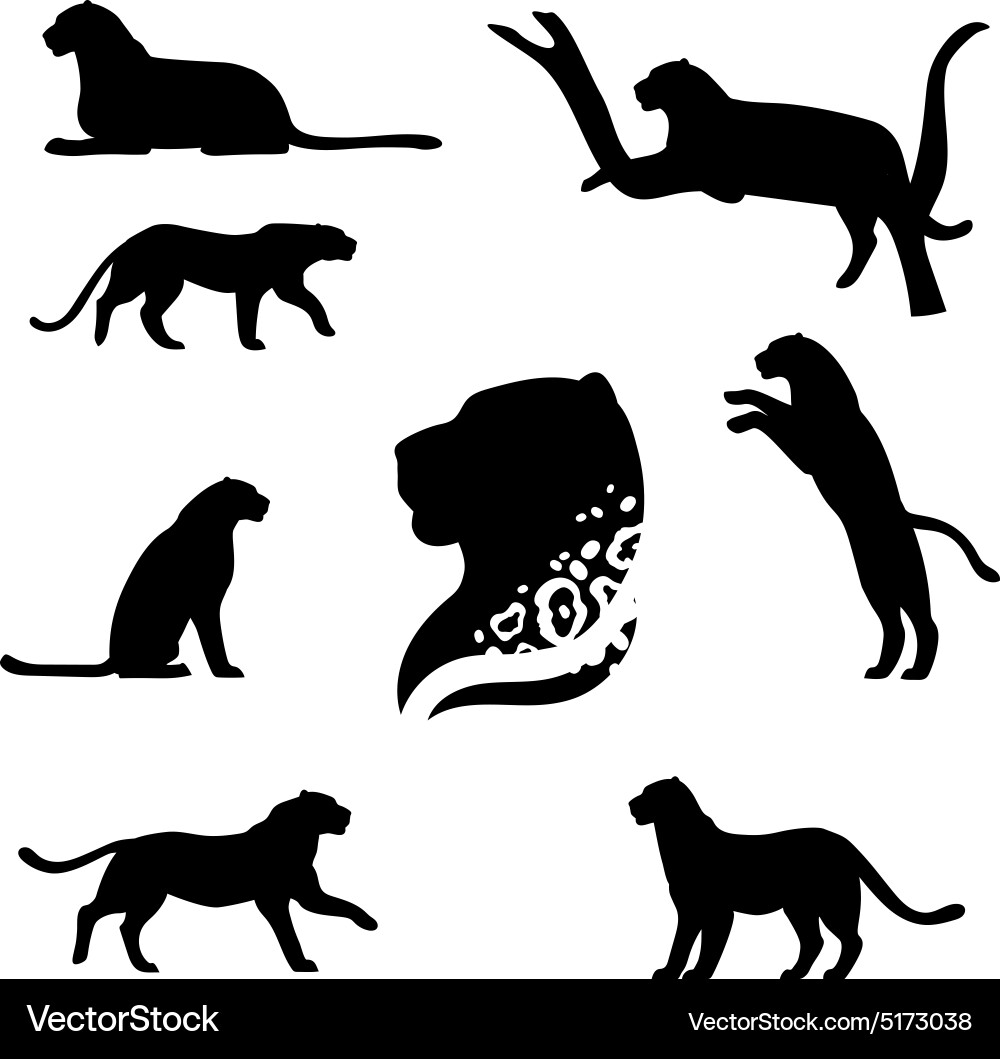 Leopard set Royalty Free Vector Image - VectorStock
