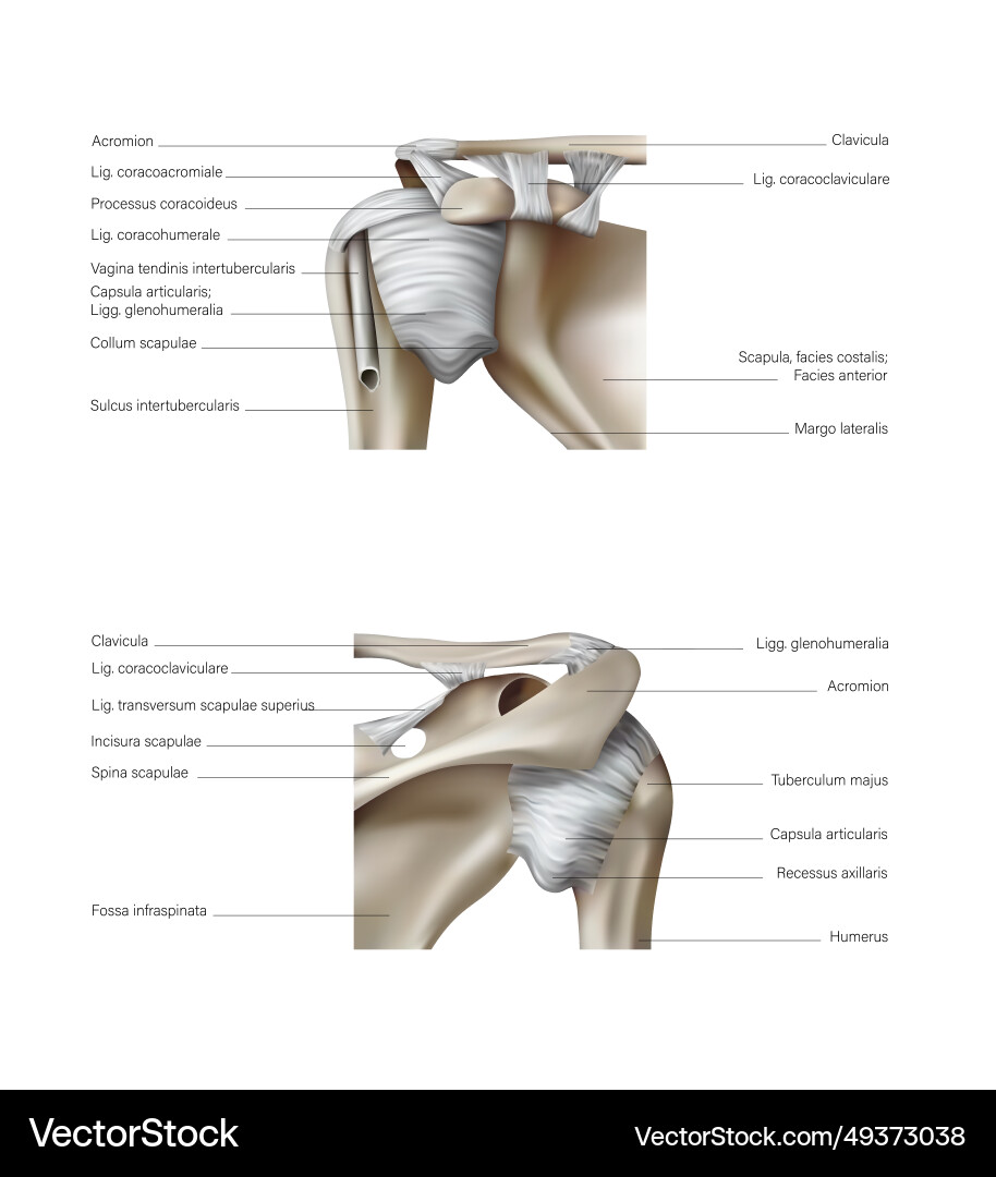 Structure of the shoulder bones and ligaments 3d Vector Image