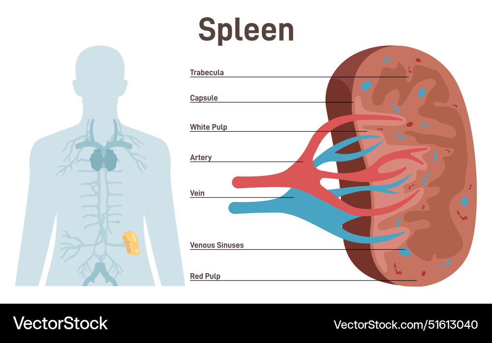 Spleen cross section structure lymphatic Vector Image