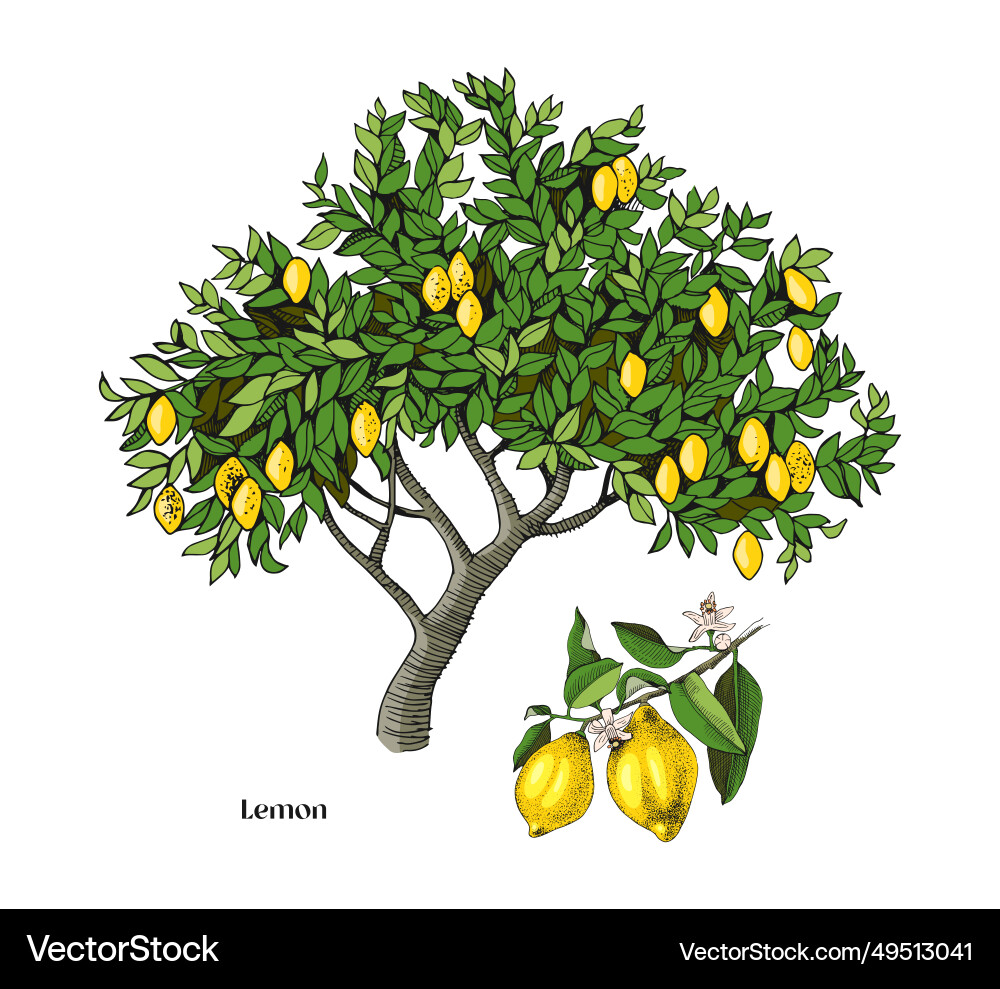 Lemon tree and branch Royalty Free Vector Image