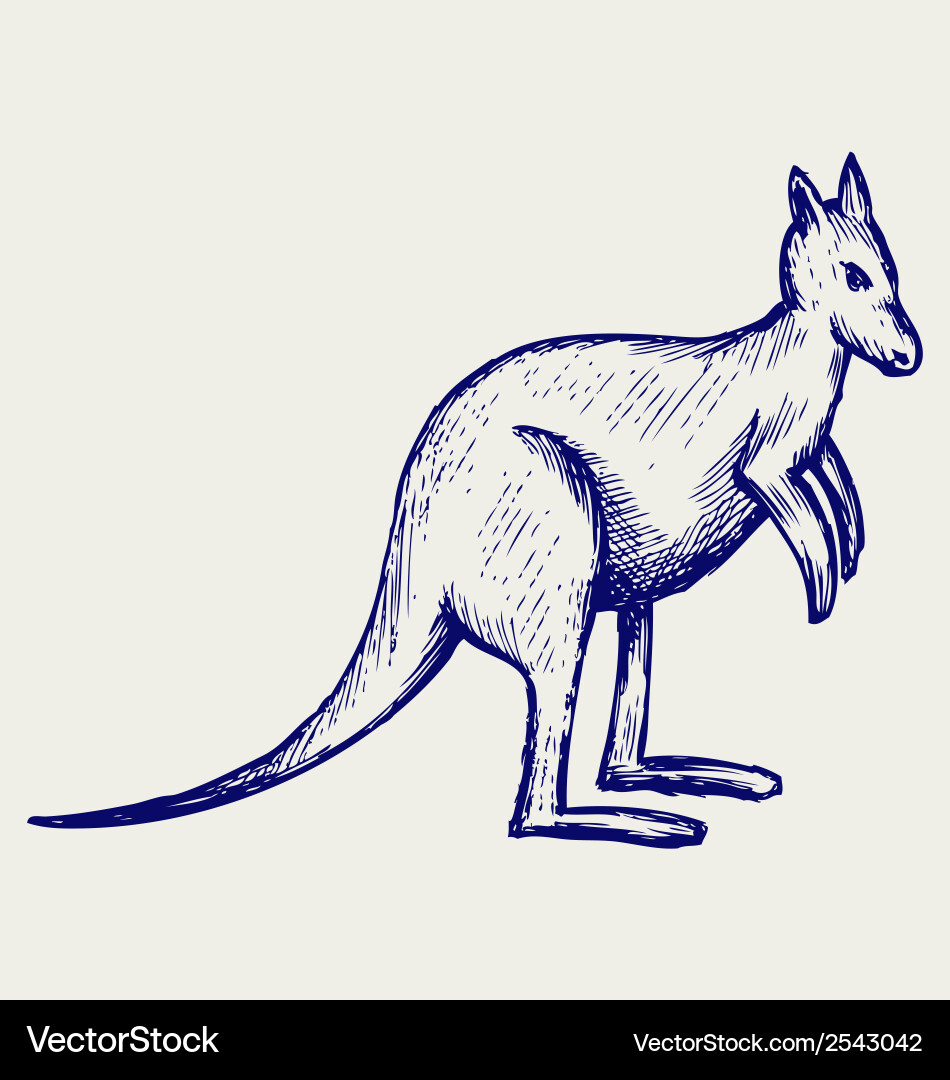 Kangaroo Royalty Free Vector Image - VectorStock