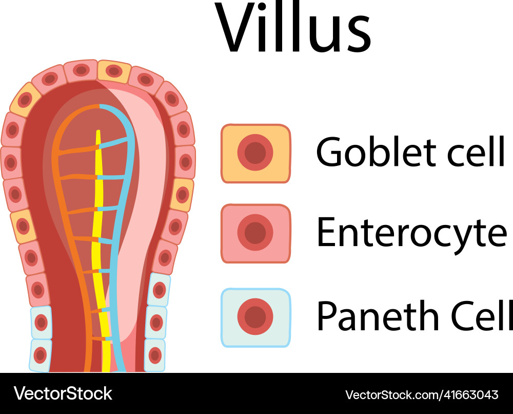 Diagram showing intestinal villus structure Vector Image
