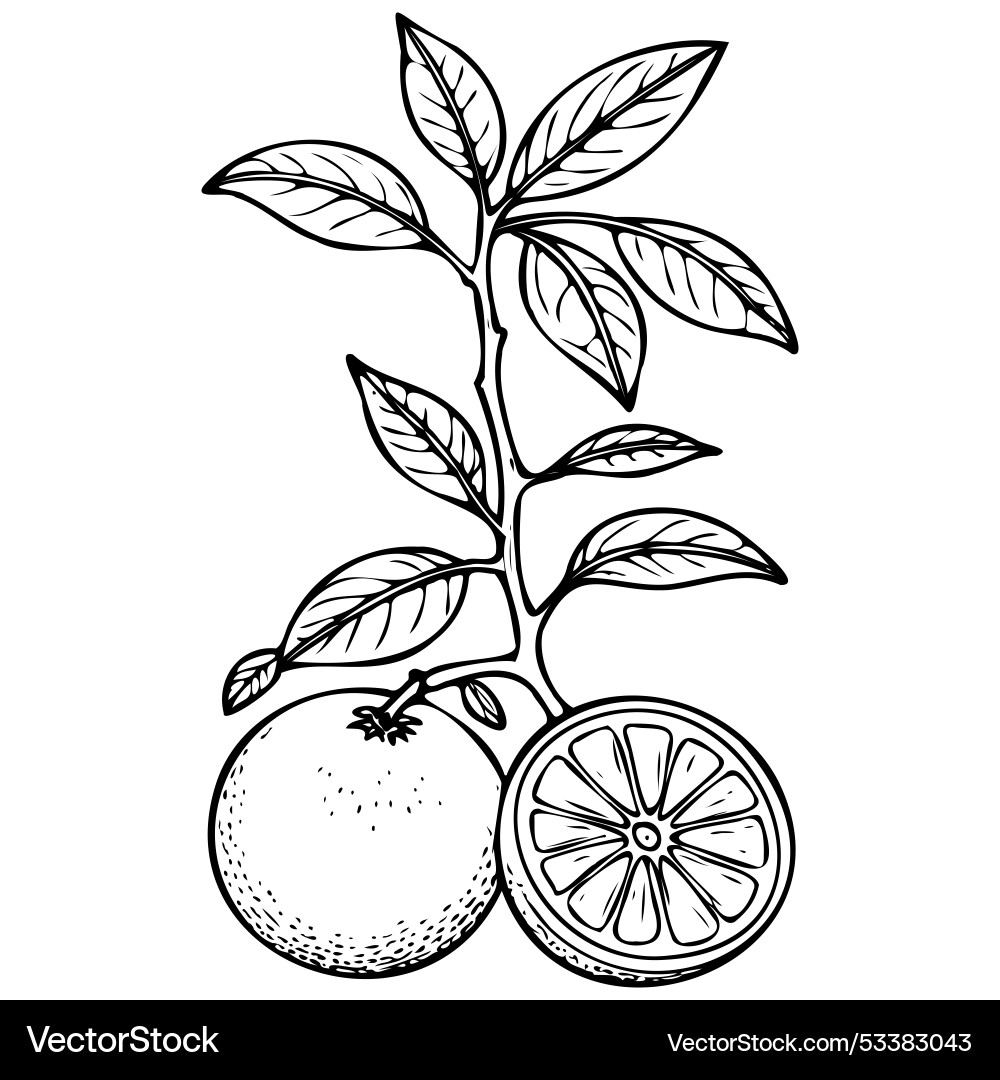 Valencia orange fruit hand drawn Royalty Free Vector Image