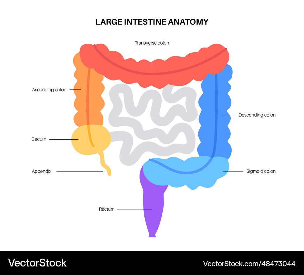 Human Large Intestine Anatomy Royalty Free Vector Image