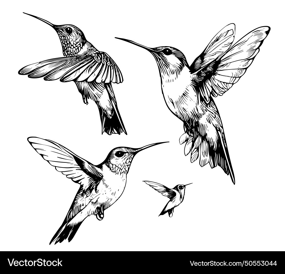 Set hummingbirds sketch Royalty Free Vector Image
