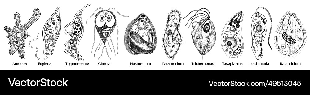 Protozoan Vector Images (over 430)