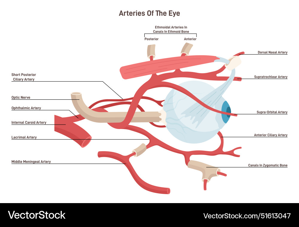 Human eye arteries ophthalmic artery Royalty Free Vector