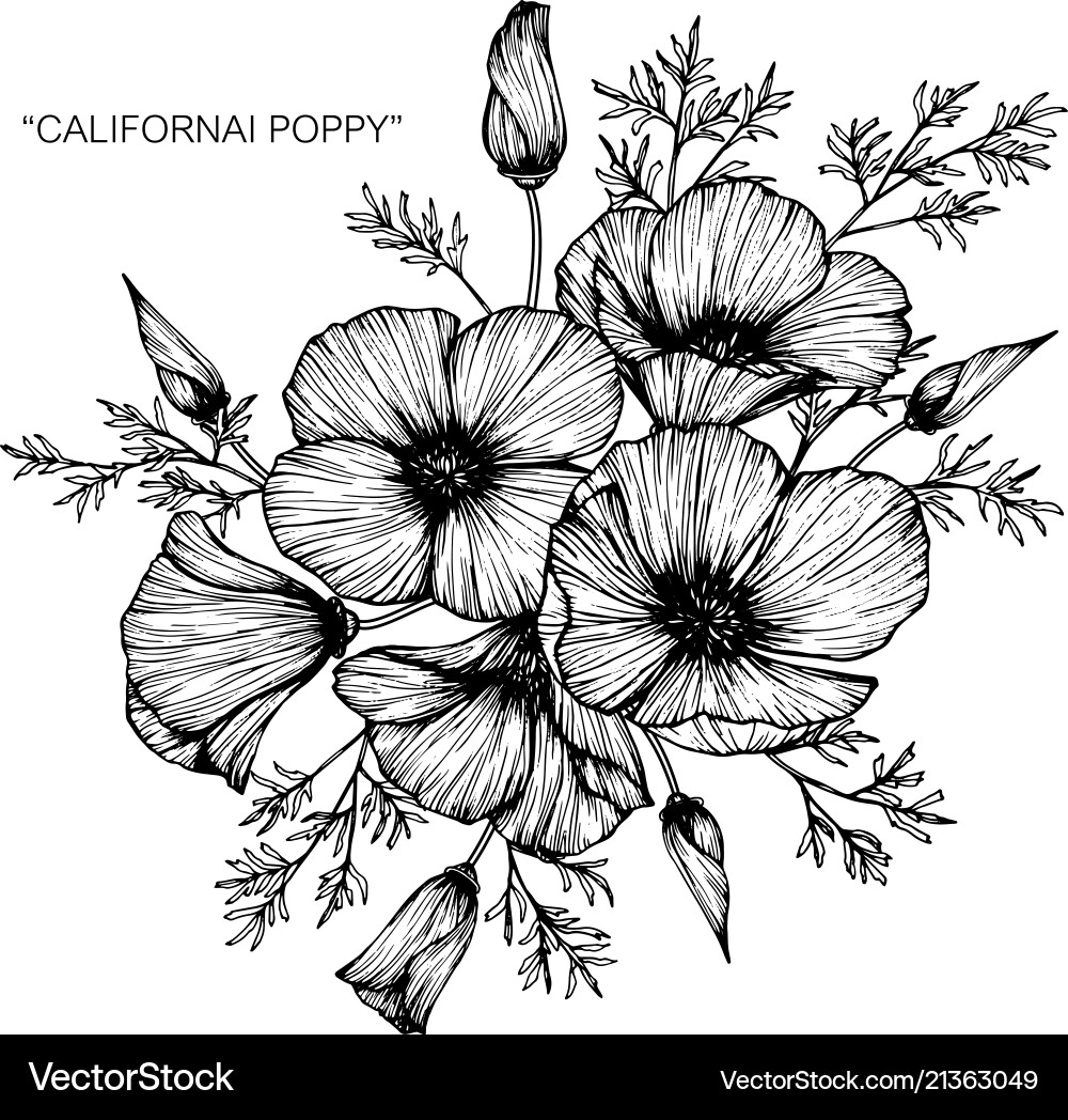 Poppy Muster Vector Images (über 8,800)