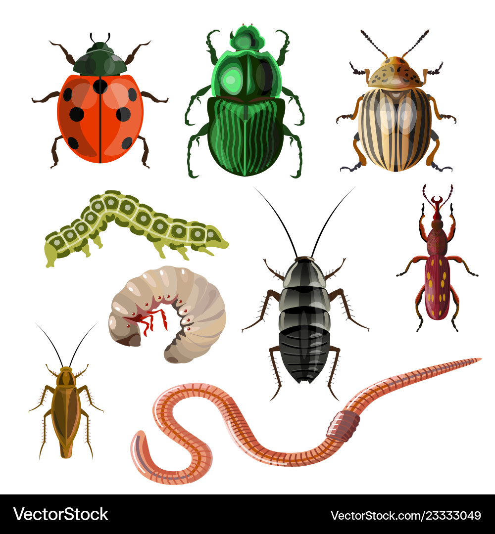 Diverse Insect Collection Royalty Free Vector Image