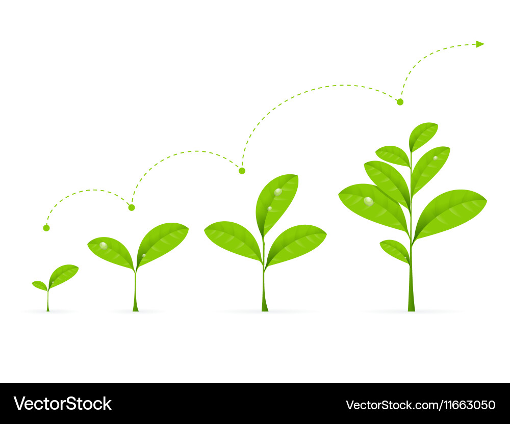 Phases green plant growing Royalty Free Vector Image