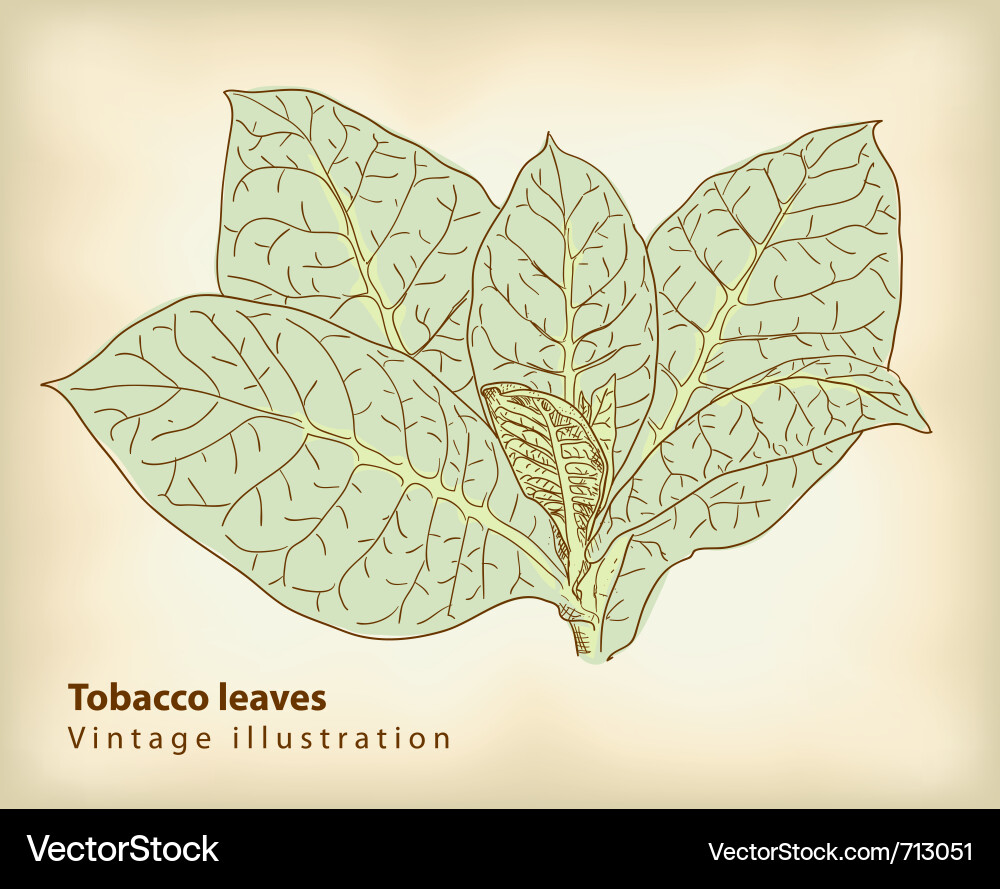 Tobacco leaves Royalty Free Vector Image - VectorStock