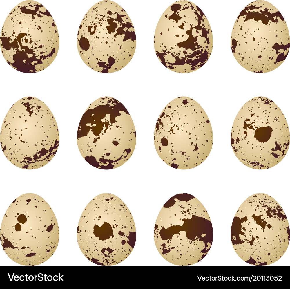 Quail eggs on a white background Royalty Free Vector Image