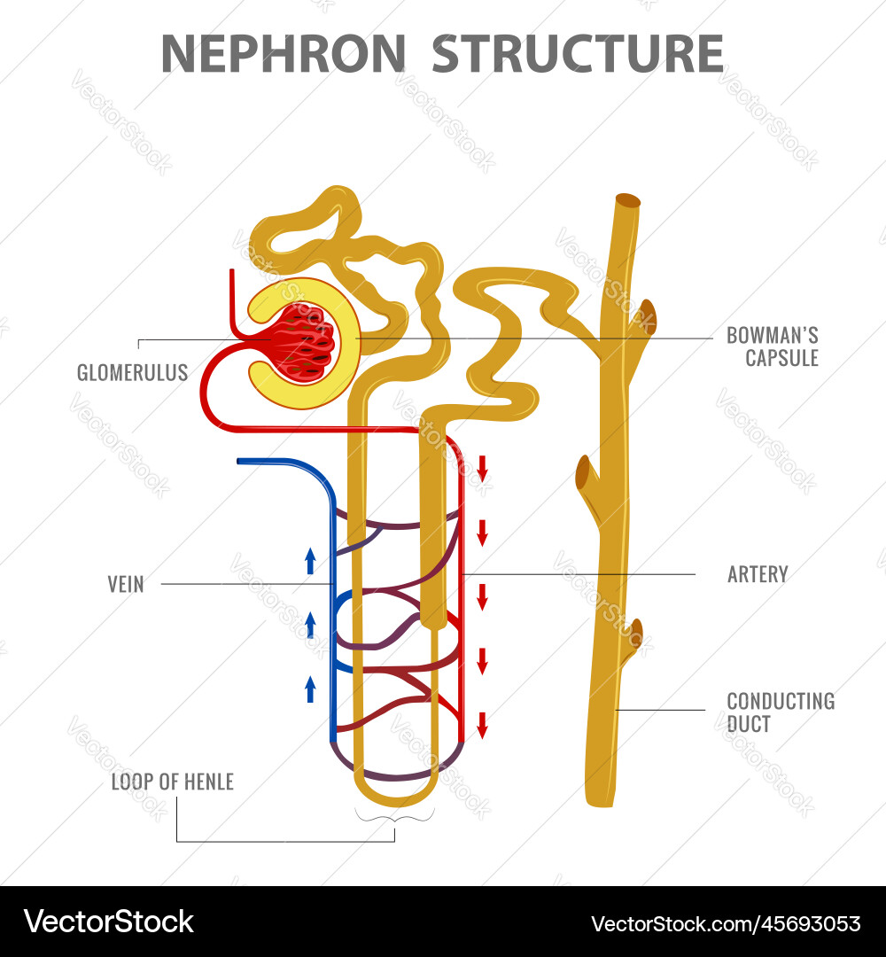 Scientific designing of nephron structure Vector Image