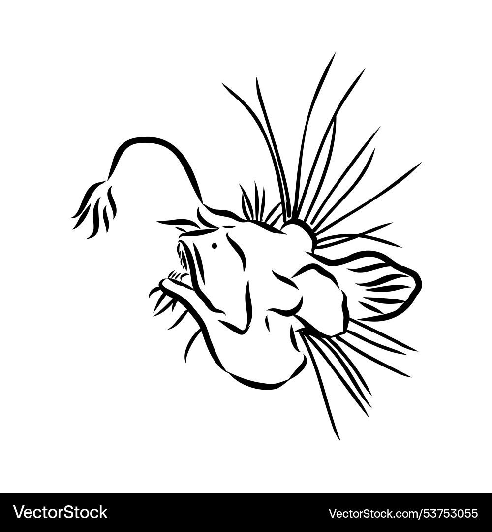 Angler fish lophiiformes drawing Royalty Free Vector Image