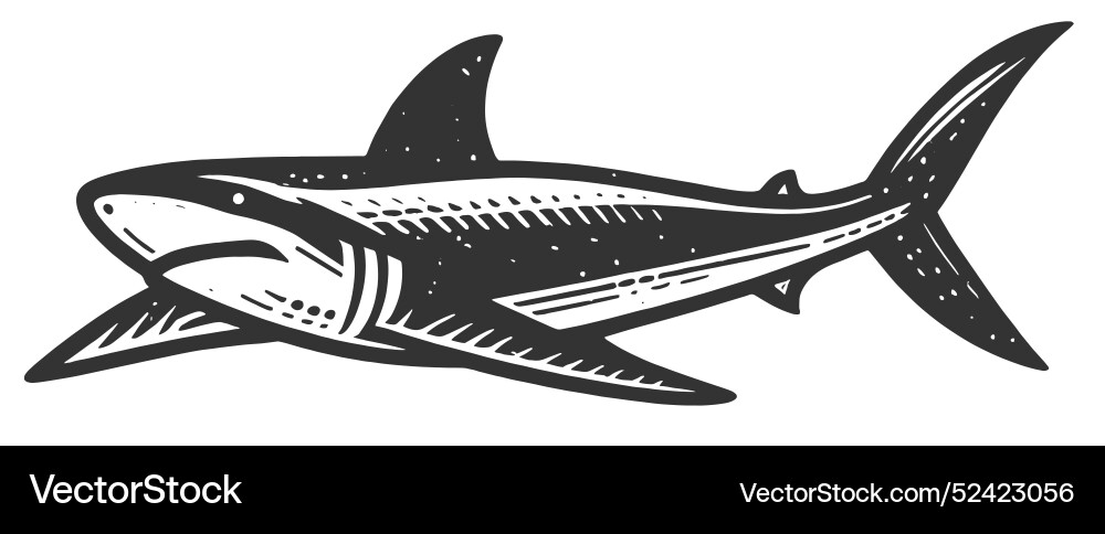 Shark sea animal engraving Royalty Free Vector Image