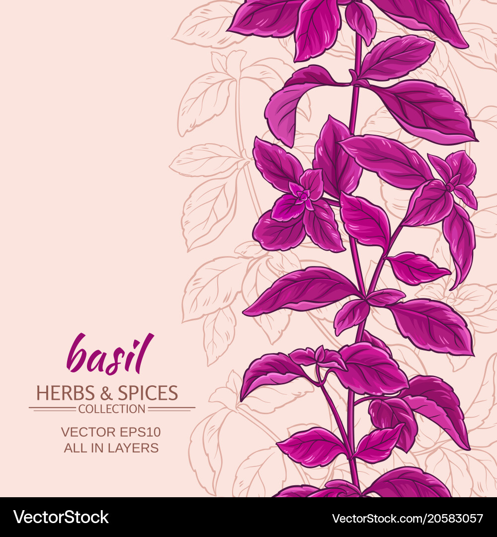 Basil background Royalty Free Vector Image - VectorStock