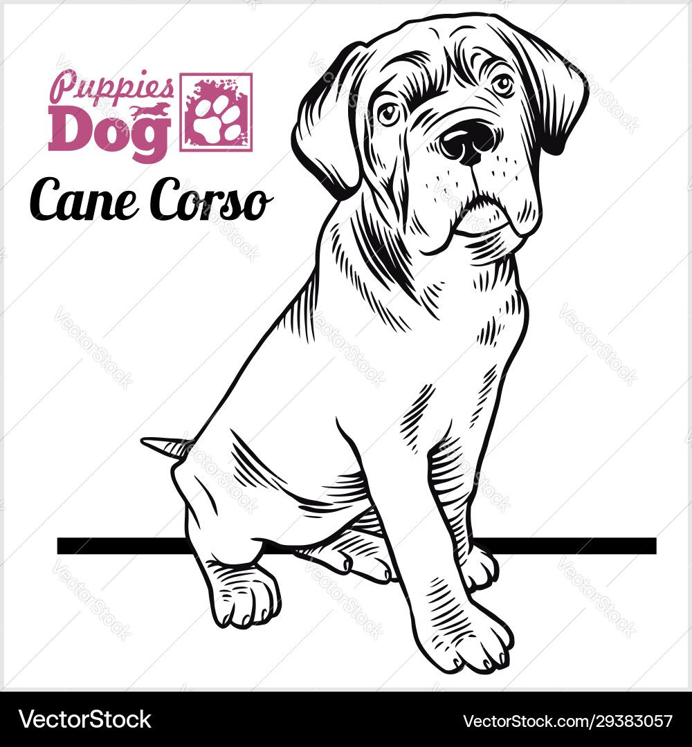 Cane corso puppy sitting drawing hand sketch Vector Image