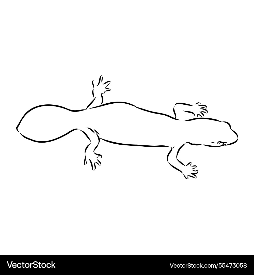 Gecko outline on background australian Royalty Free Vector
