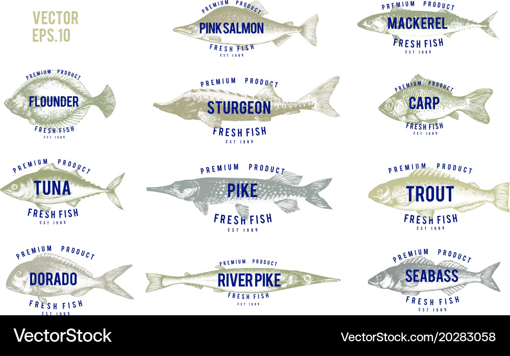 Hand drawn of fish with names Royalty Free Vector Image