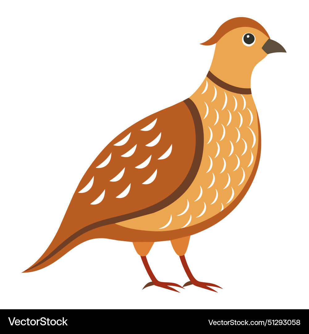 Quail side view on white Royalty Free Vector Image