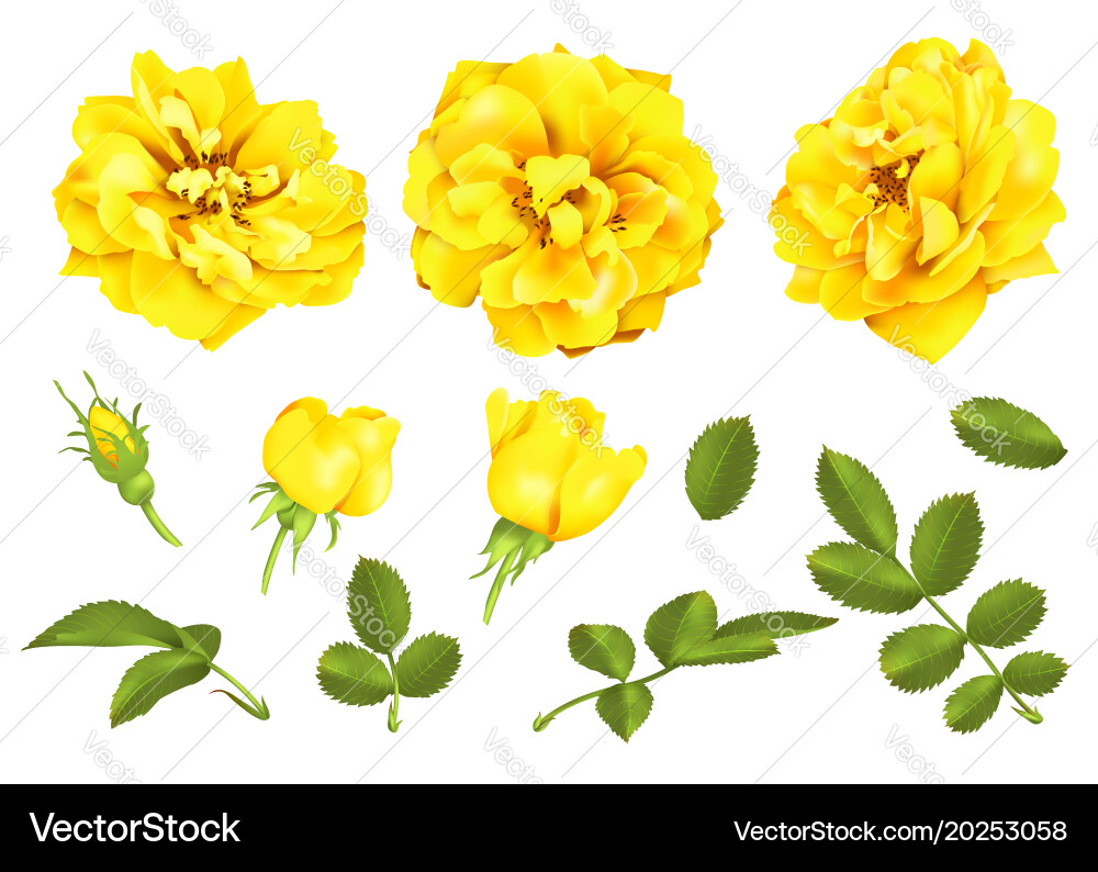 Realistic Yellow Rose Collection Royalty Free Vector Image