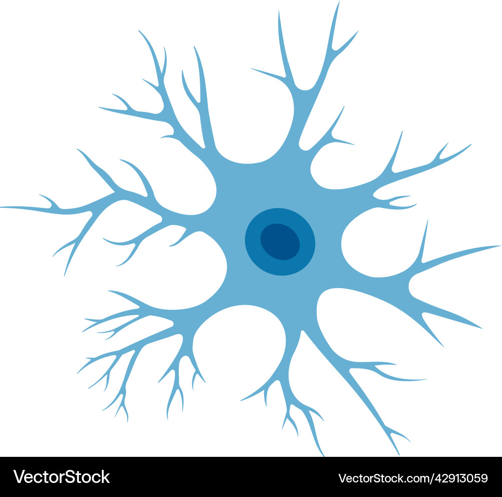 Human Neuron Cell Anatomy Royalty Free Vector Image