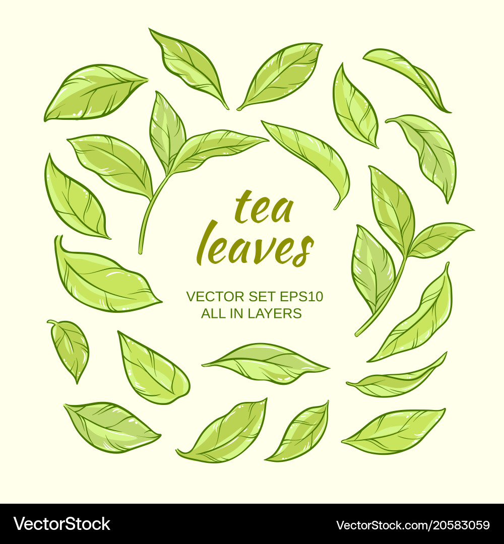 Tea leaves set Royalty Free Vector Image - VectorStock