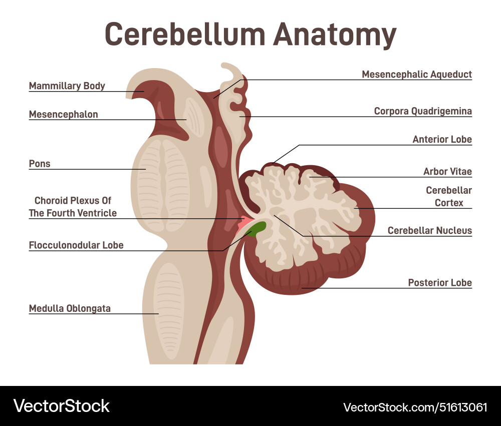 Cerebellum anatomy labeled diagram Royalty Free Vector Image