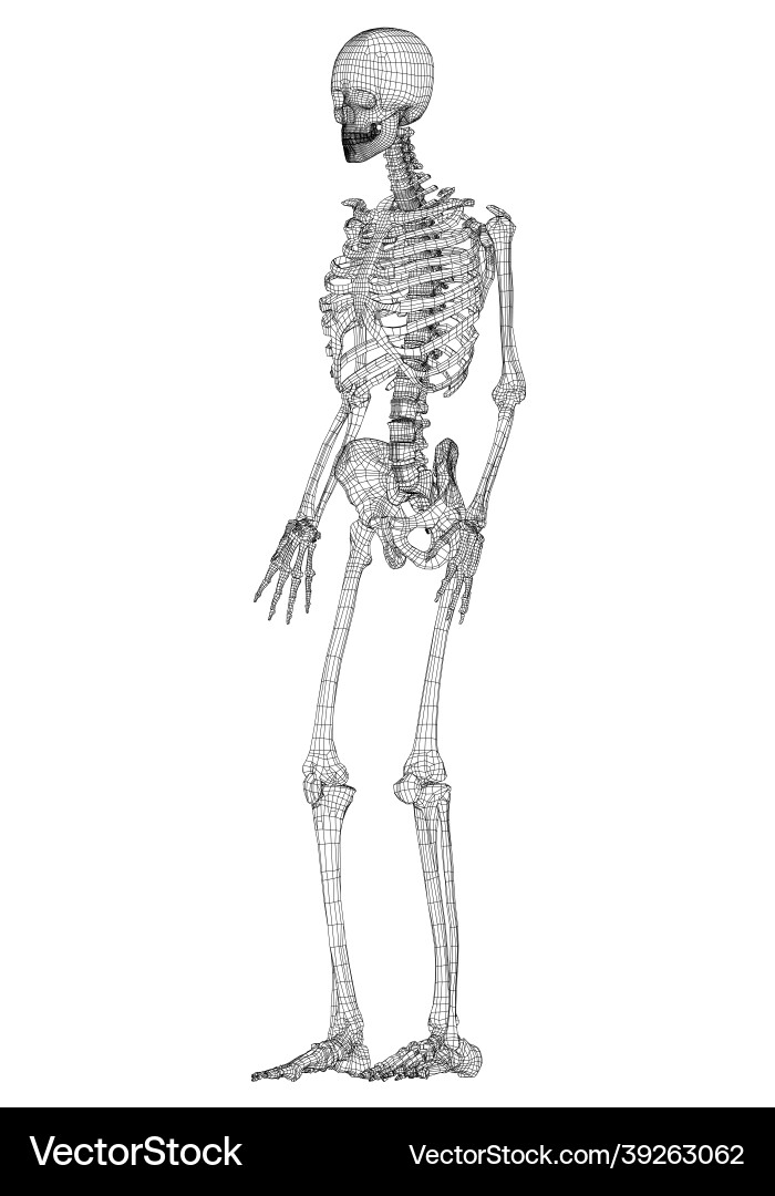 Human skeleton Royalty Free Vector Image - VectorStock
