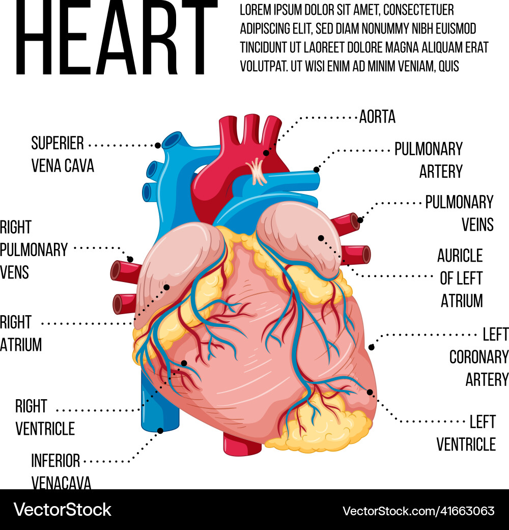 Diagram showing structure of heart Royalty Free Vector Image