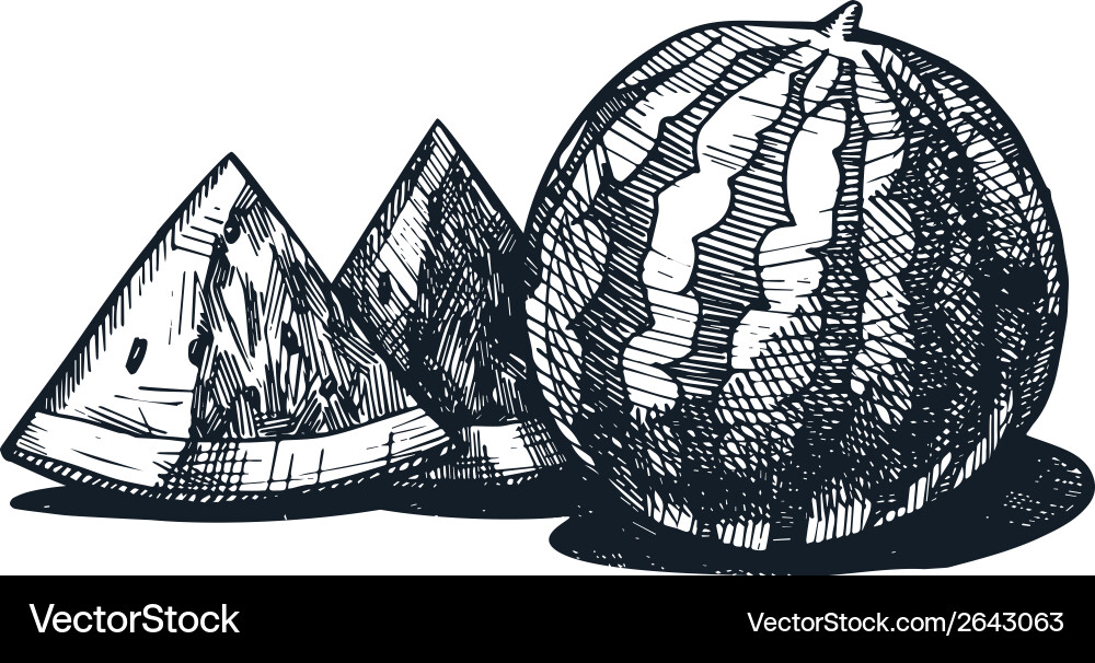 Stylized Watermelon Engraving Royalty Free Vector Image