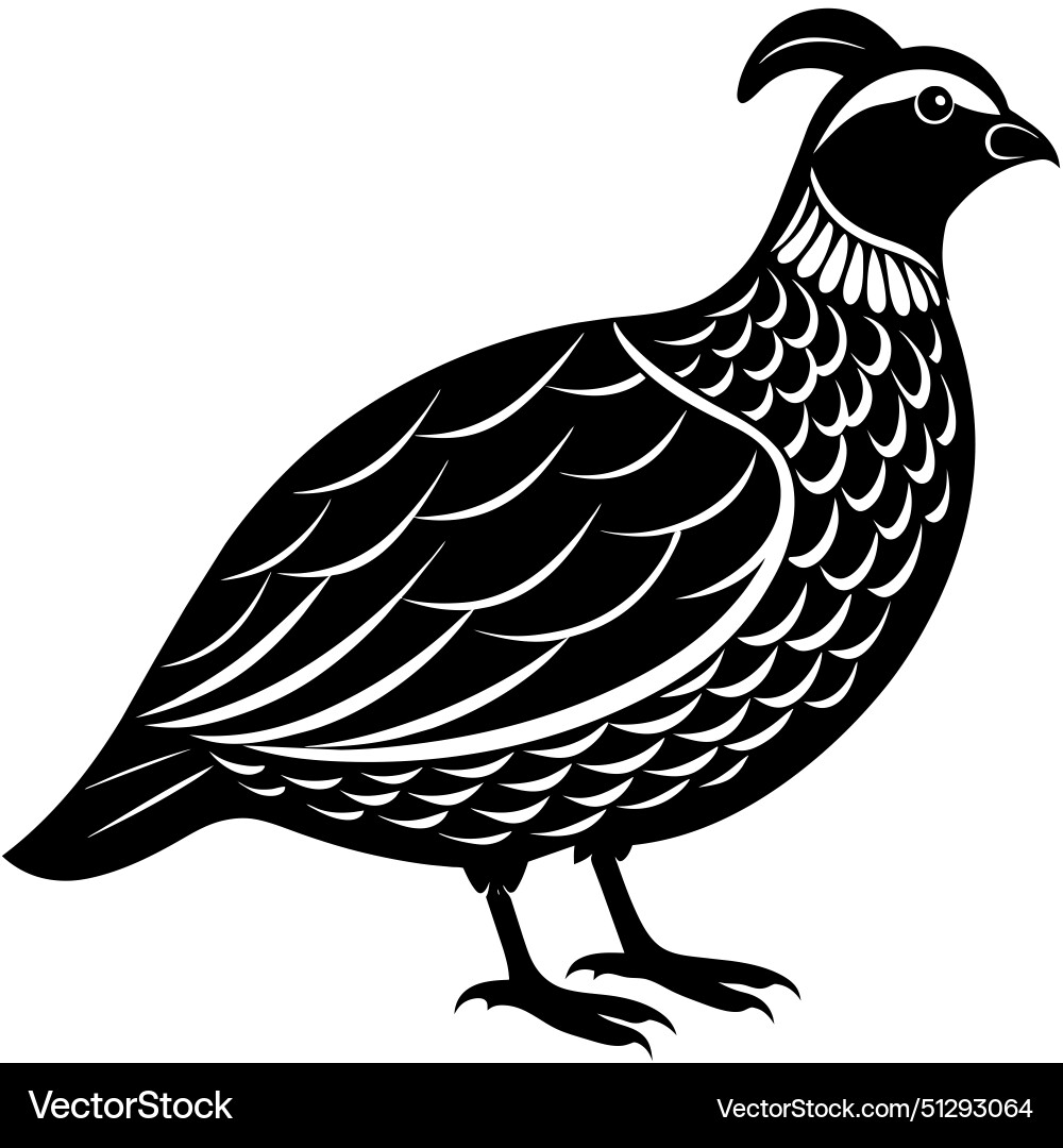 Quail side view on white Royalty Free Vector Image