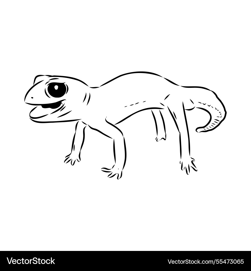 Gecko outline on background australian Royalty Free Vector